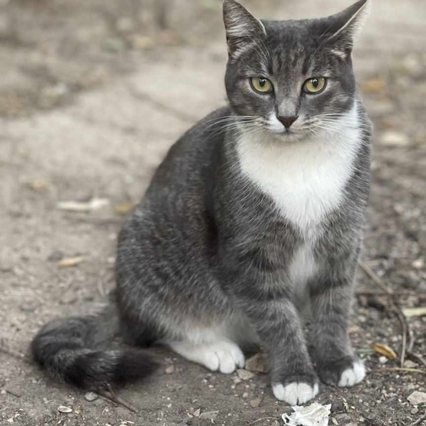 Кошка Мурка