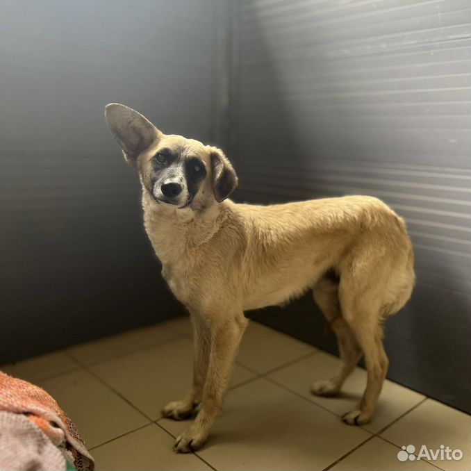 Маленький песик по кличке Финик