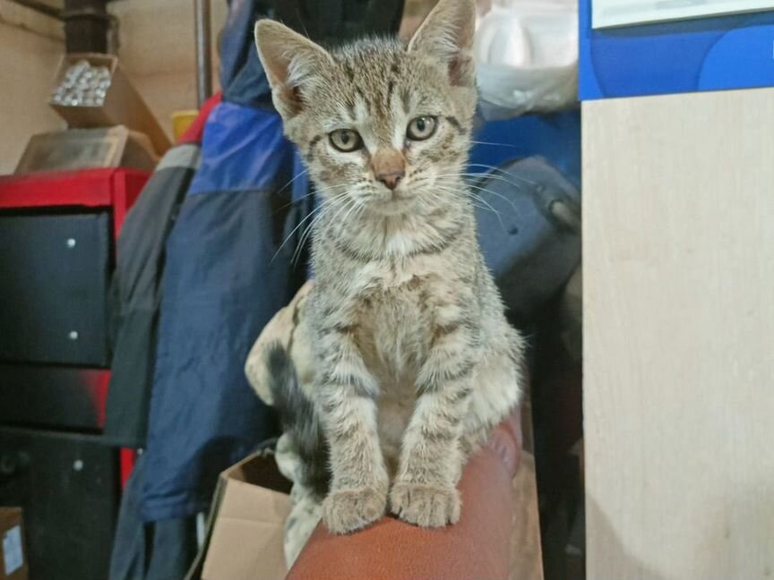 Котенок погибнет на улице