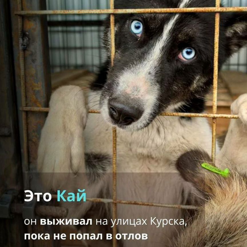 Щенок в добрые руки