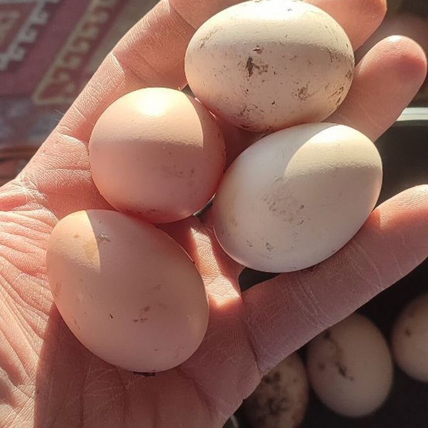 Ия кур Бентамок