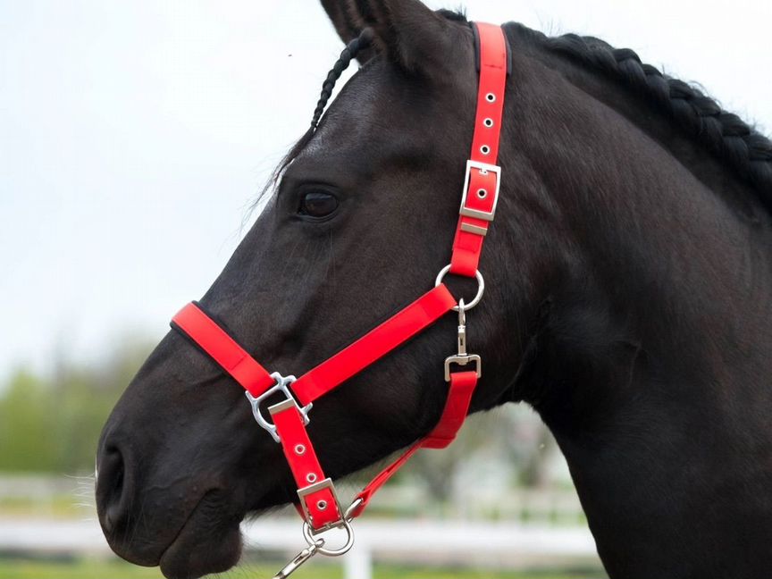 Недоуздок из биотана