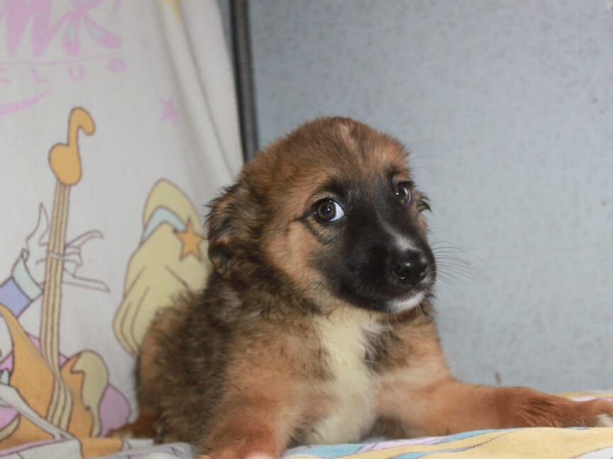 Кавказская овчарка