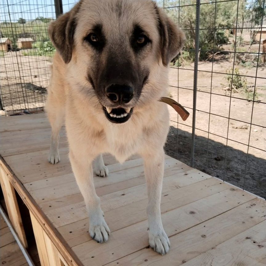 Собака в добрые руки