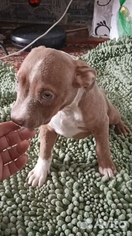 Лиловая девочка амбулли