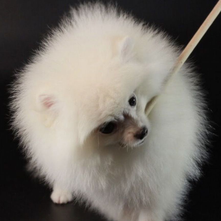 Померанский шпиц, щенок