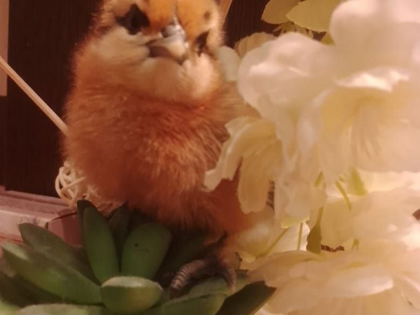 Цыплята несушки микс