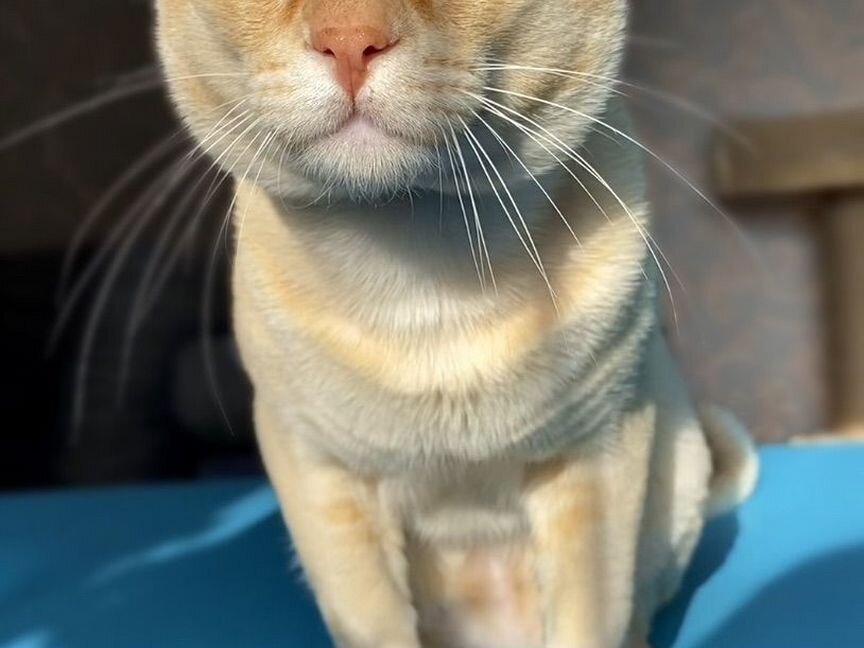 Вязка бурманский кот