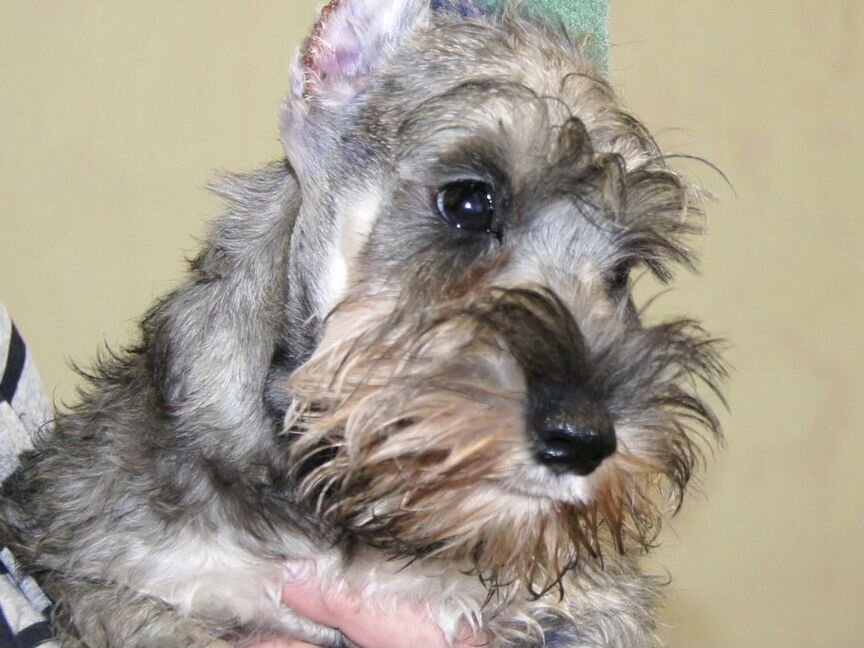 Щен цвергшнауцер