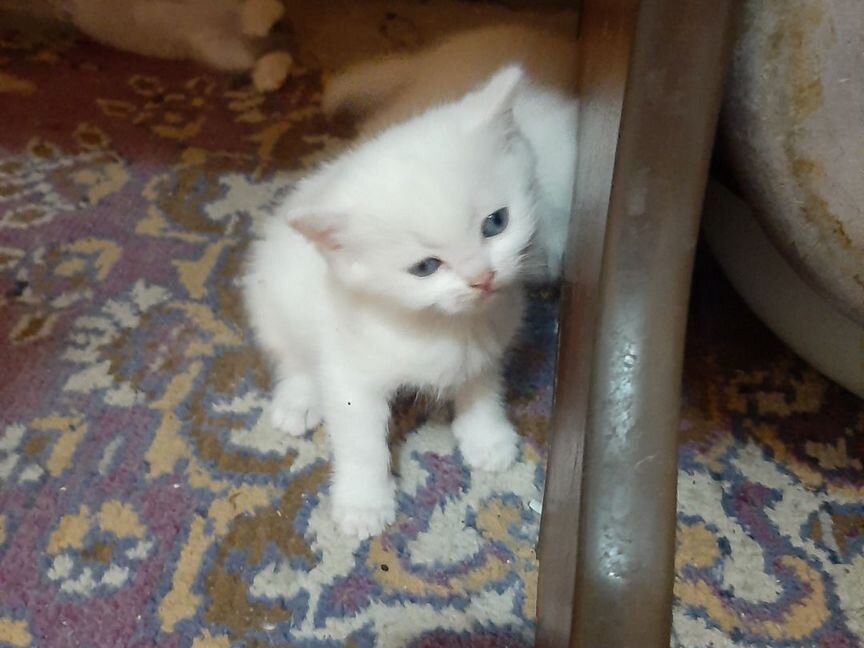 Мама помесь турецкой ангорки