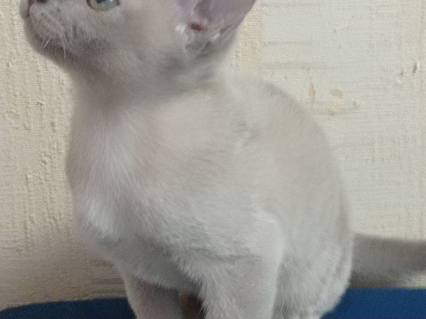 Лиловая девочка