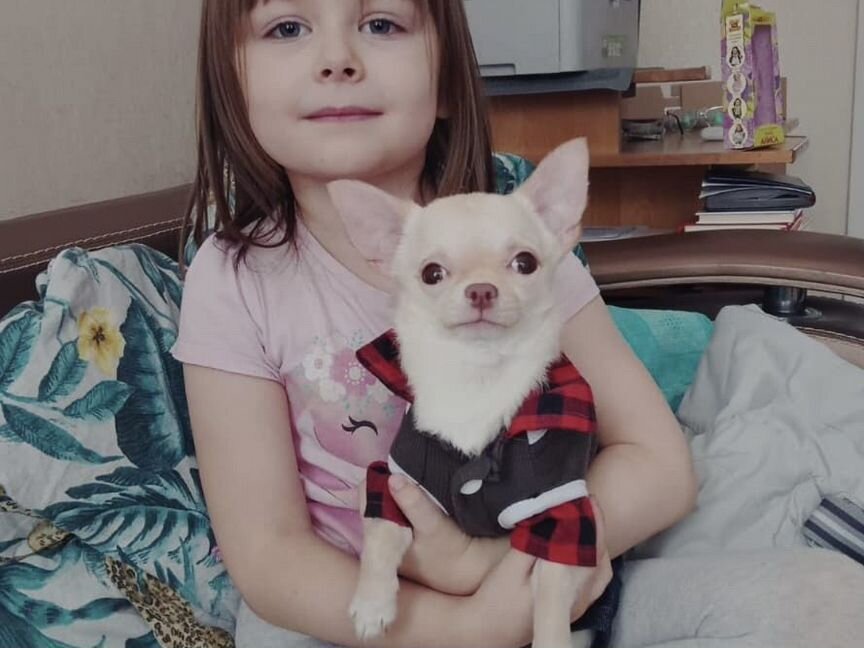Чихуахуа мини