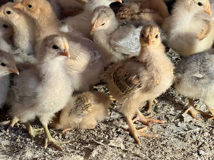 Цыплята Орпингтон