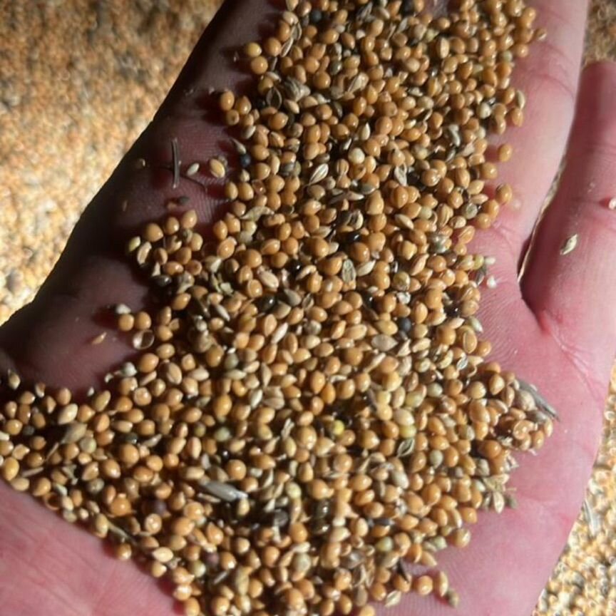 Просо от фермера