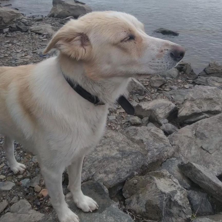 Пёс Арон ищет хозяина. Отдадим в хорошие руки