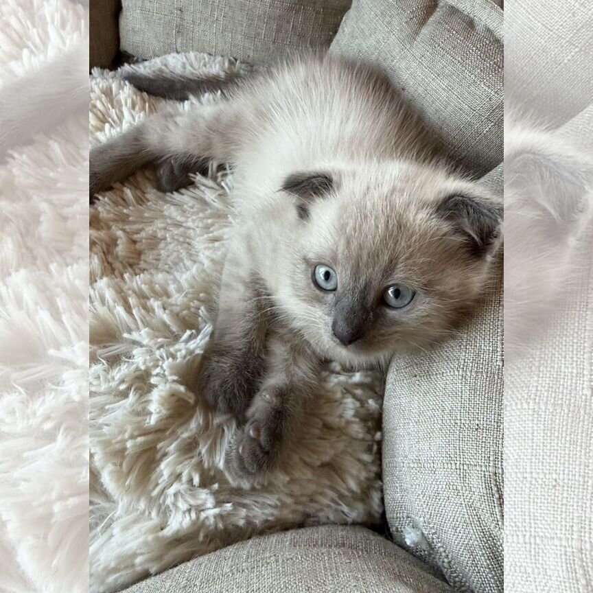 Котёнок от частного владельца