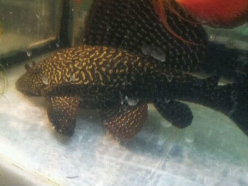 Сом парчевый