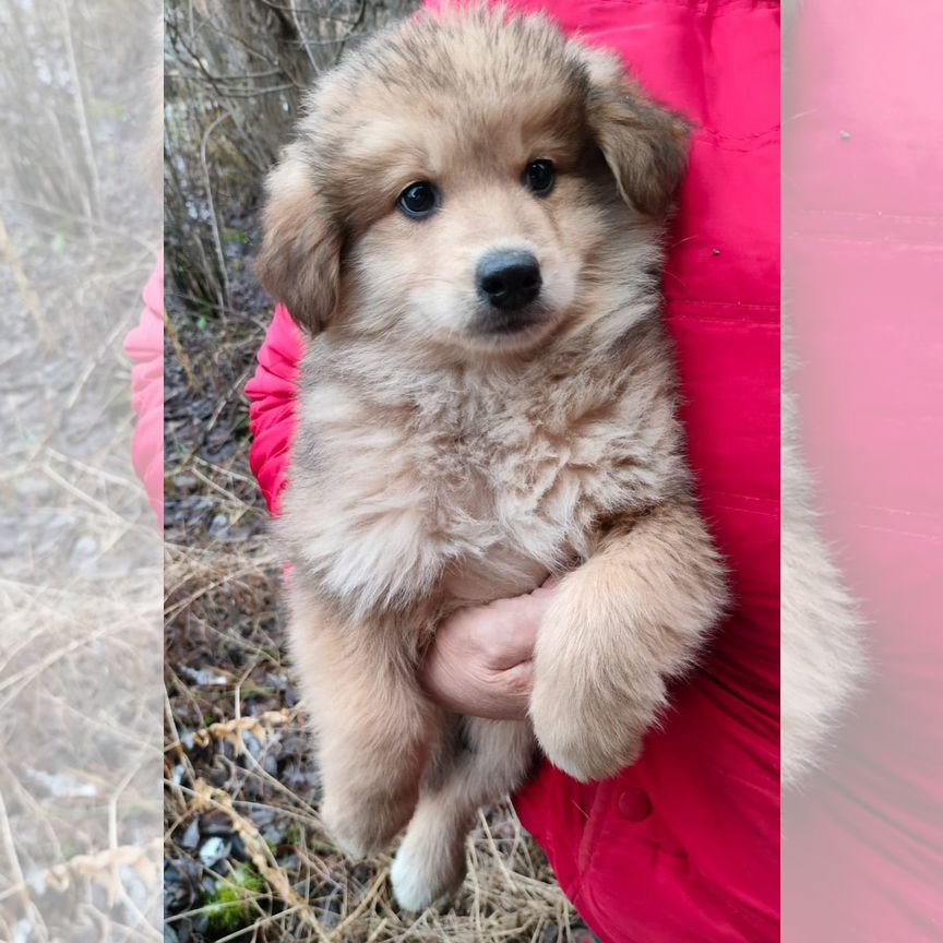 Щенок в добрые руки