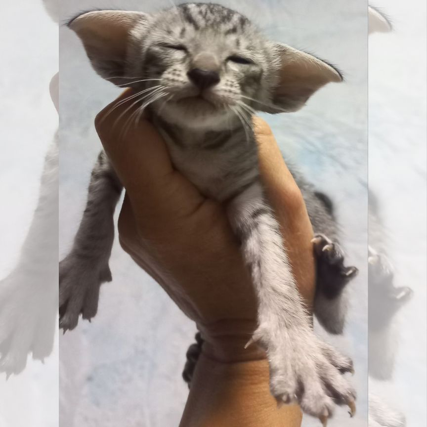 Ориентальные котята