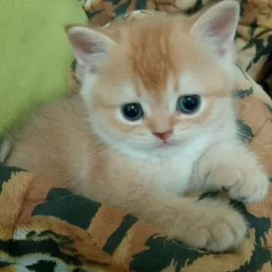 Шотландский прямоухий короткошёрстный котёнок