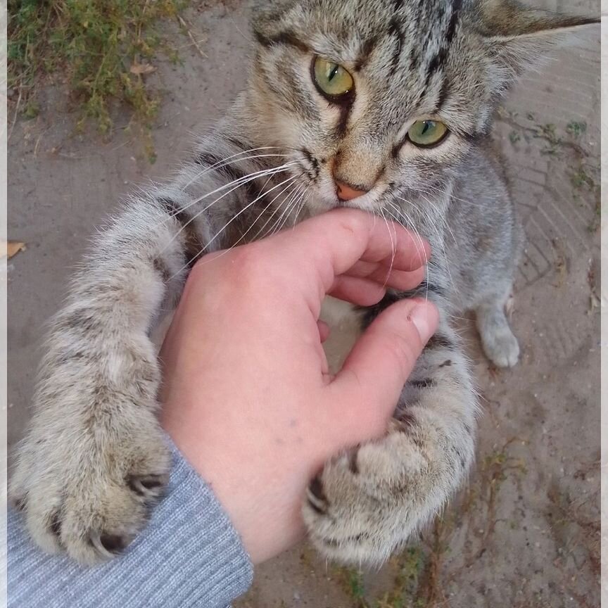 Котенок в добрые руки
