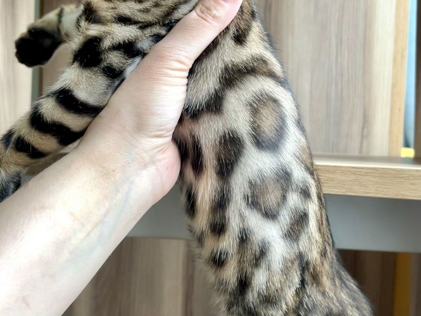 Бенгальские котята