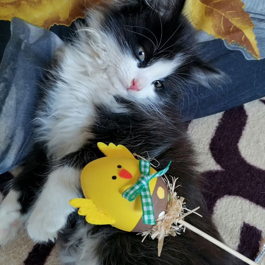 Котята в добрые руки бесплатно