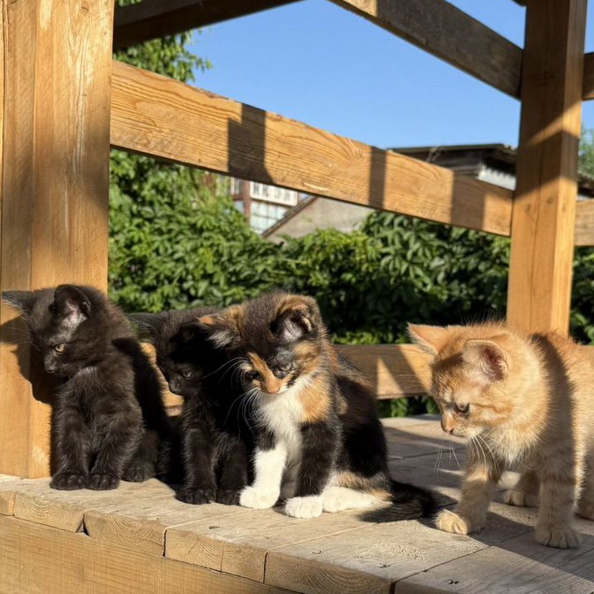 Котята бесплатно