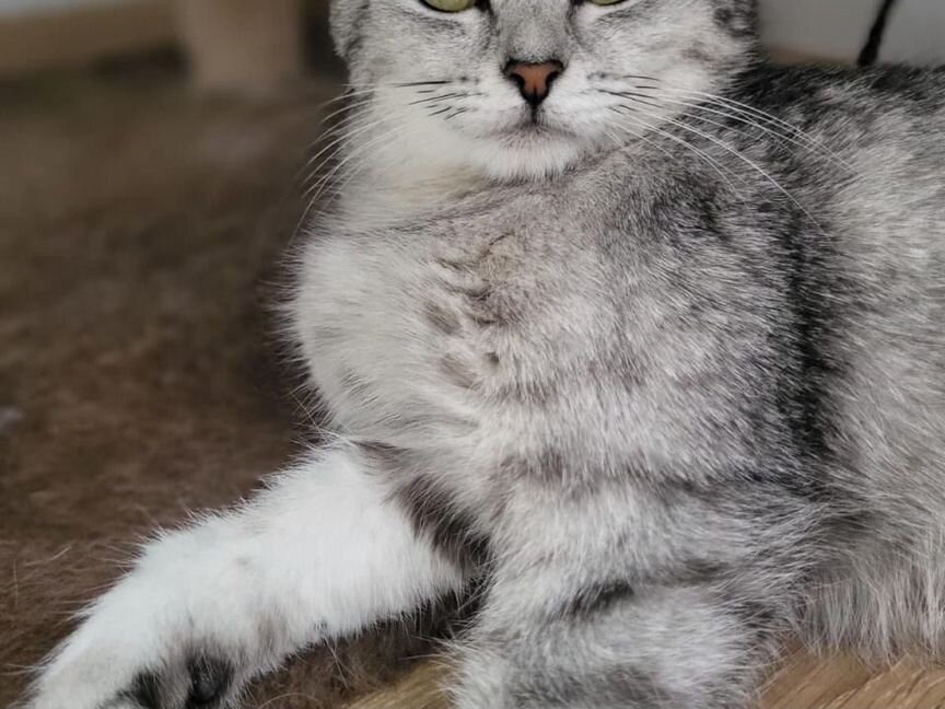 Кошечка ищет дом