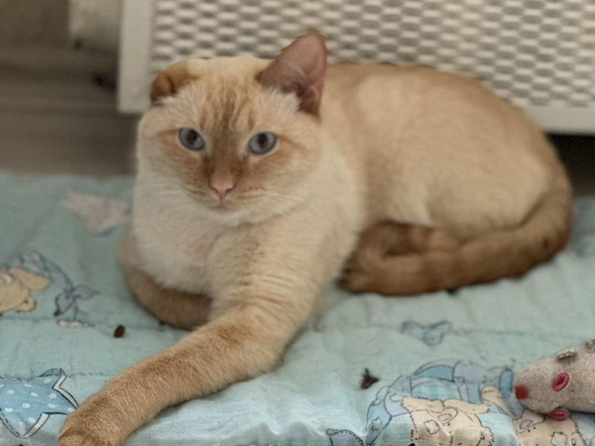 Котик Абрикос ищет дом