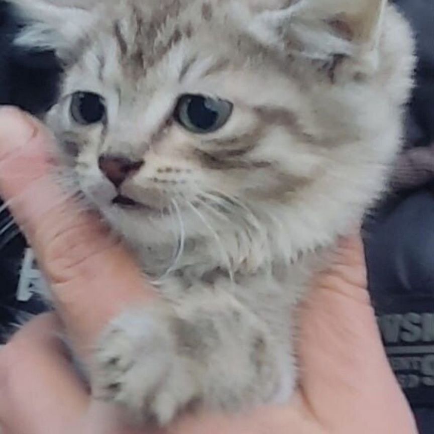 Котенок (кошечка) ищет дом