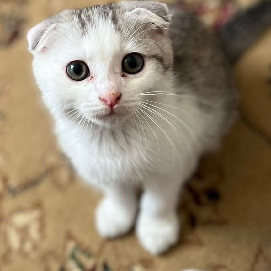 Шотландский вислоухий длинношёрстный котёнок