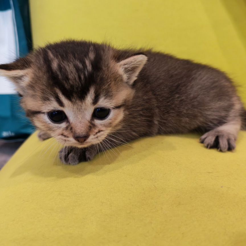 Шотландский прямоухий короткошёрстный котёнок