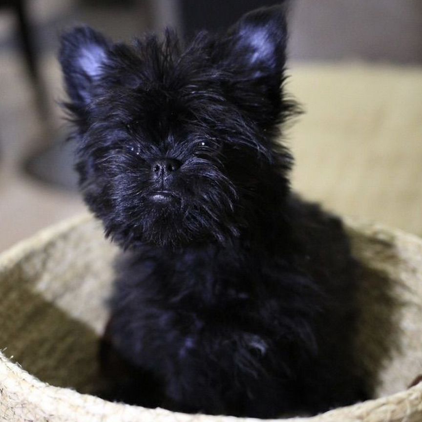 Щенки аффенпинчер