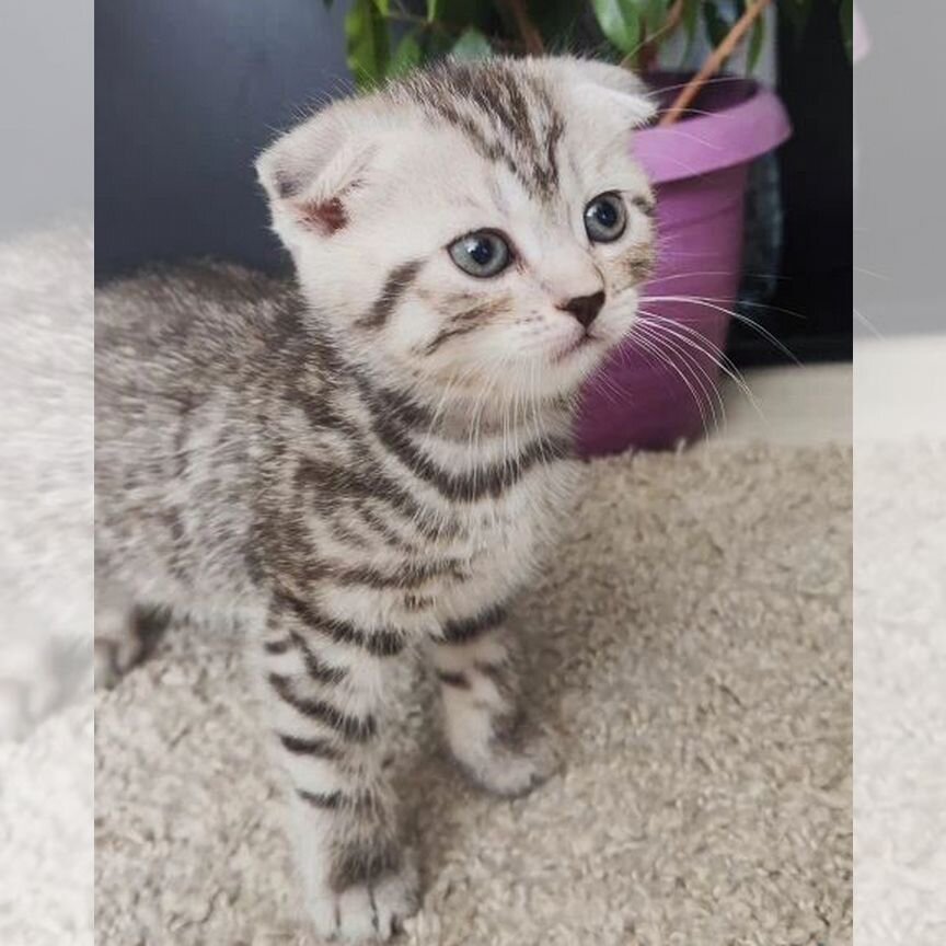 Шотландский вислоухий короткошёрстный котёнок