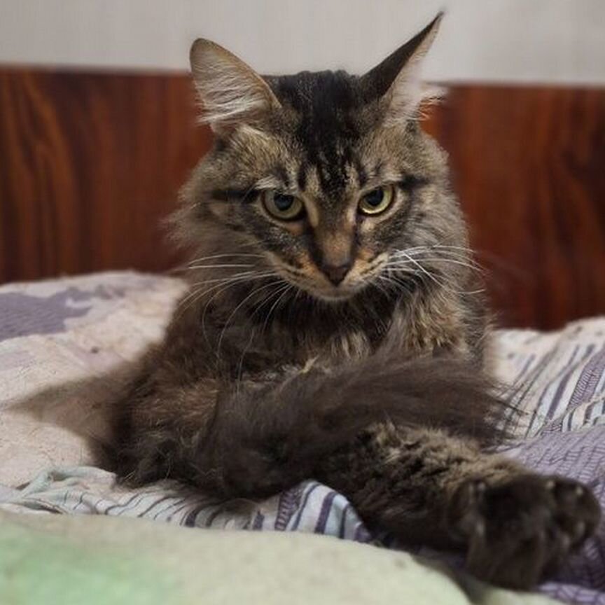 Невезучий кот
