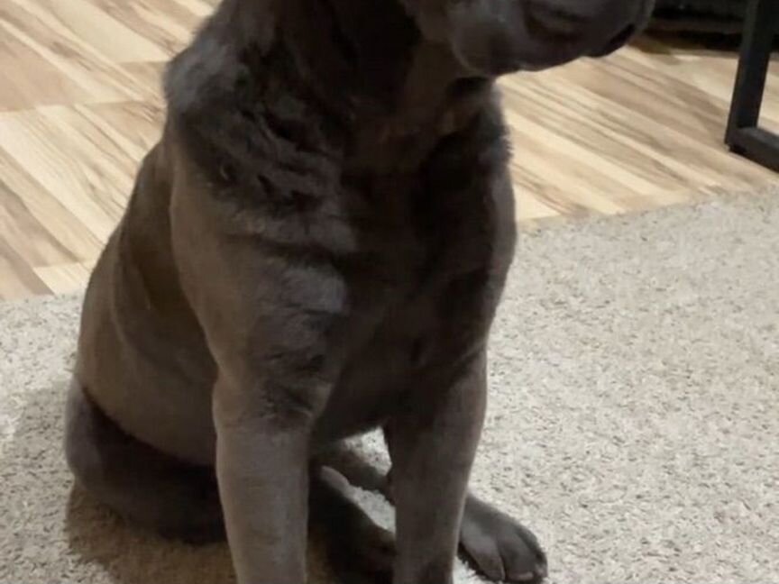 Шарпей в добрые руки