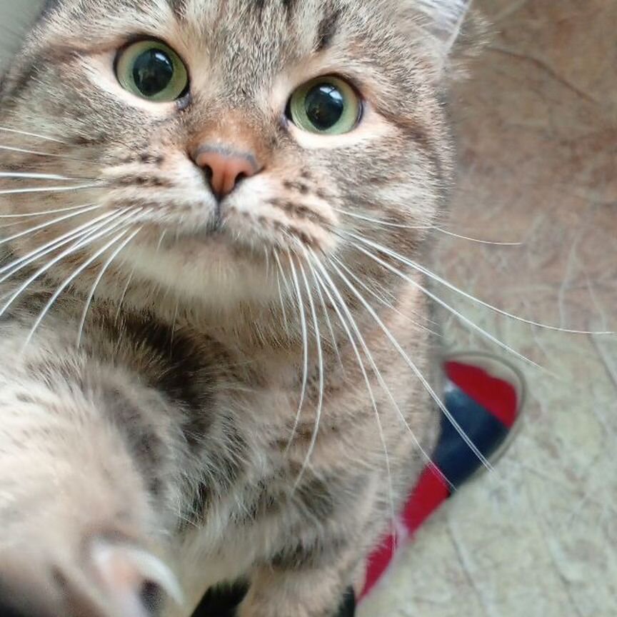 Кошечка ищет дом