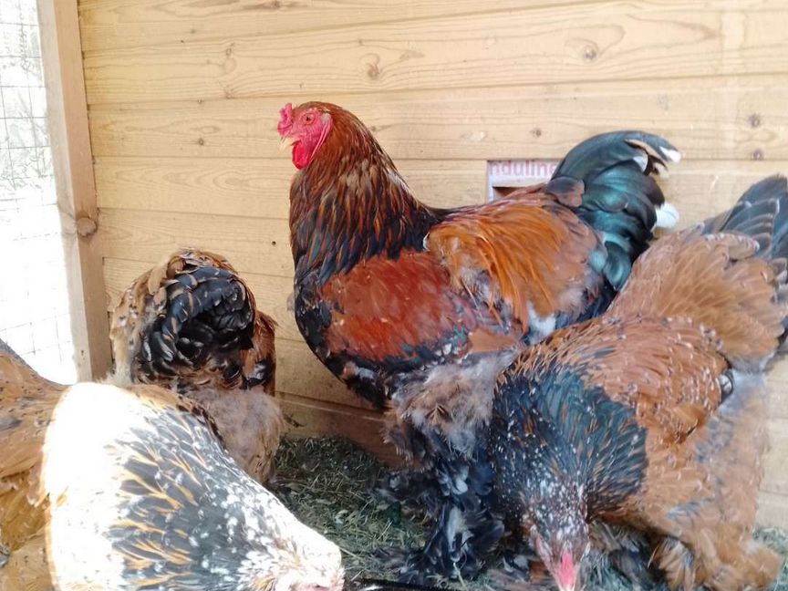 Цыплята и куры брама