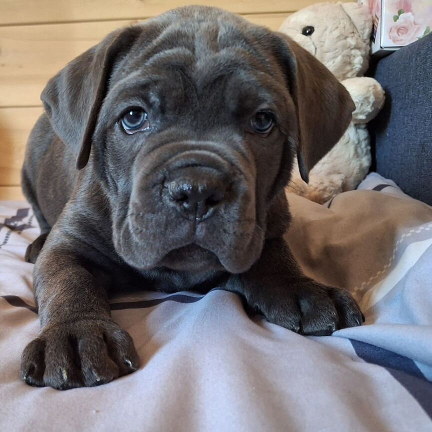 Кане корсо мальчик Антистресс