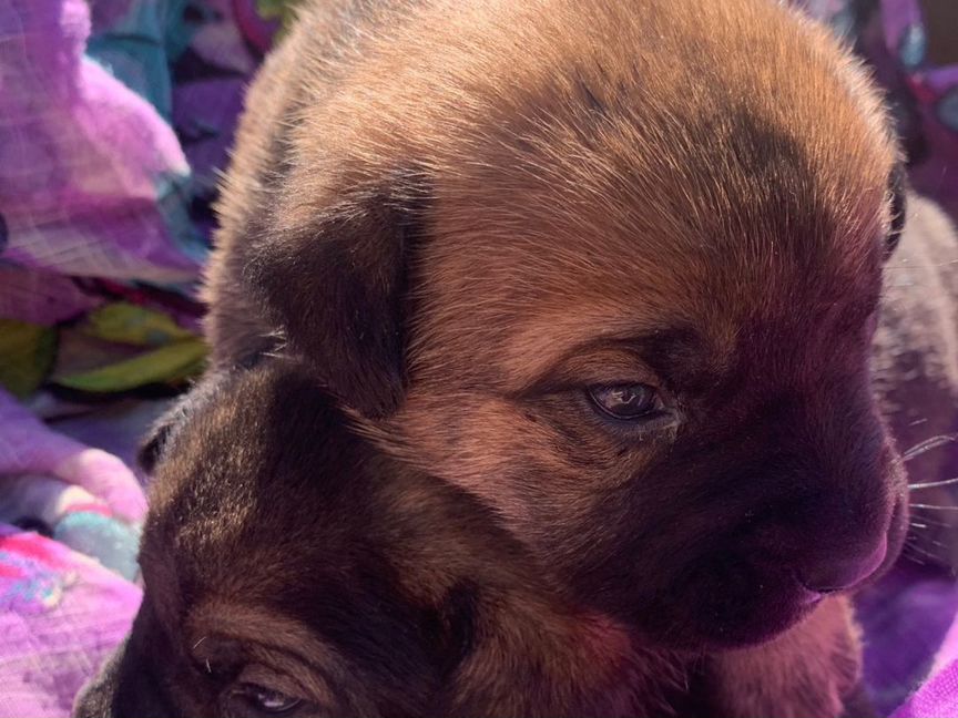 Щенки бульмастифа