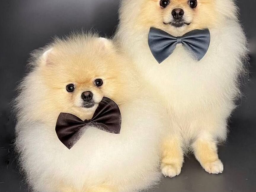 Щенки померанского шпица