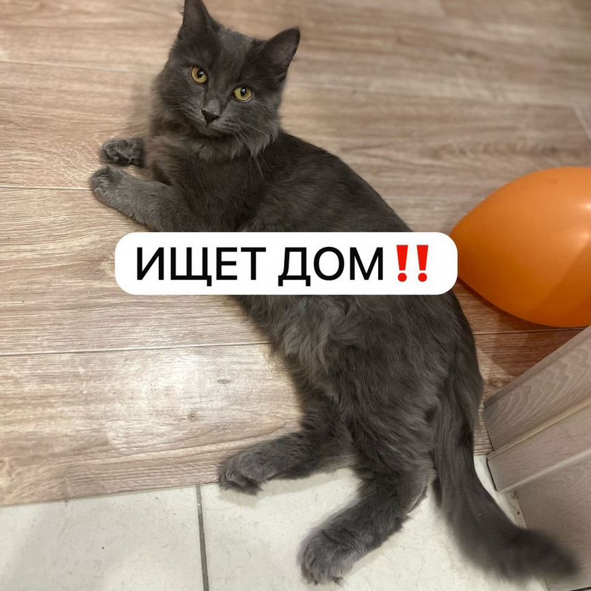 Отдам кота в добрые руки бесплатно