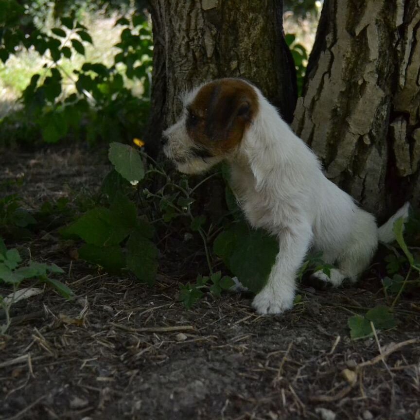 Жесткошёрстный джек Рассел терьер
