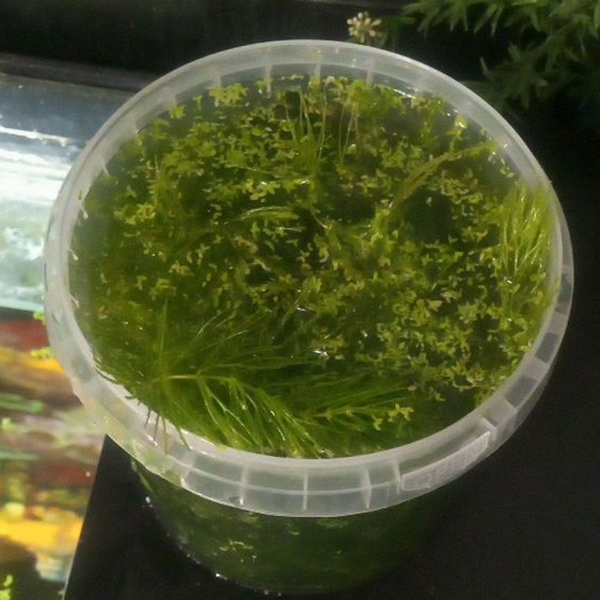 Роголистник