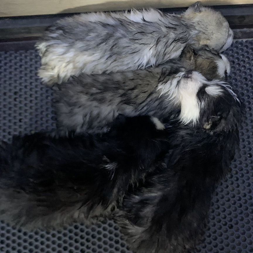 Сибирский хаски, щенок