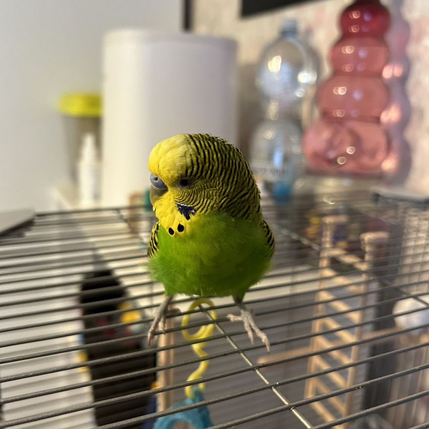 Птенец попугая