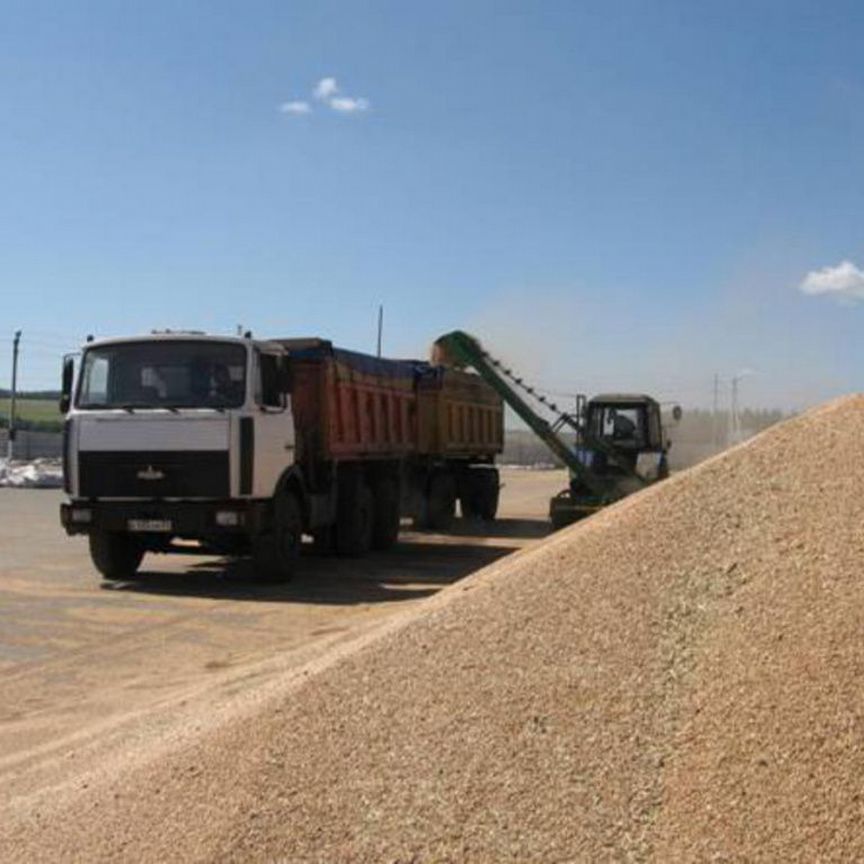 Ячмень пщеница семечки