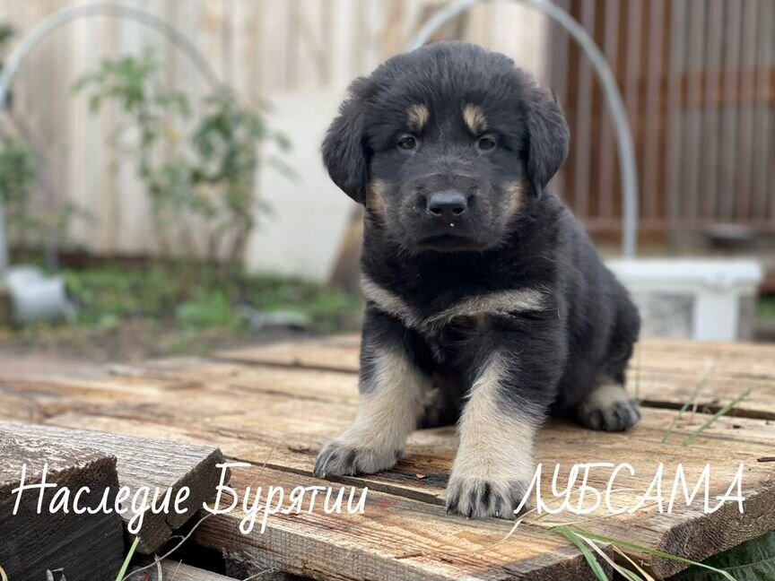 Девочка Бурятская Собака
