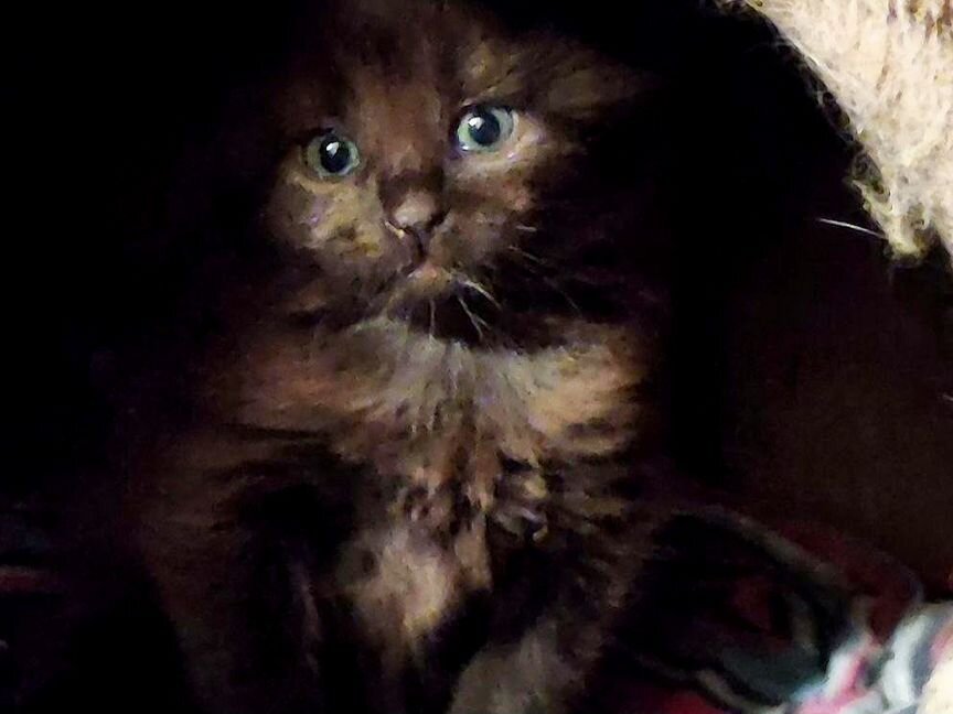 Отдам двух милых котят в заботливые руки в Москве